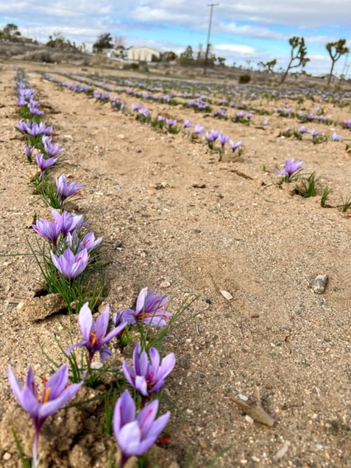 Grow Saffron – The World's Most Expensive Spice in Your Garden ...