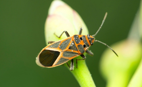 Box Elder Bugs — Everything You Need To Know - Farmers' Almanac - Plan ...