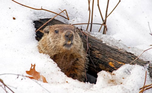 8 Natural Ways To Get Rid of Groundhogs - Farmers' Almanac - Plan Your ...