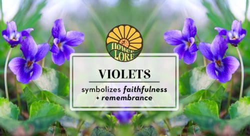 Violet The February Birth Flower - Farmers' Almanac - Plan Your Day ...