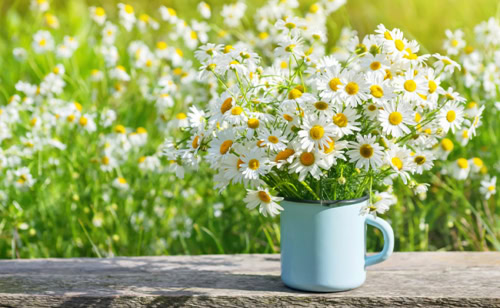 Daisy The April Birth Flower - Farmers' Almanac - Plan Your Day. Grow ...