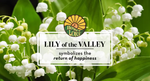 Lily Of The Valley The May Birth Flower - Farmers' Almanac - Plan Your Day. Grow Your Life.