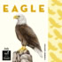 Birth Month Birds - Find Yours! - Farmers' Almanac