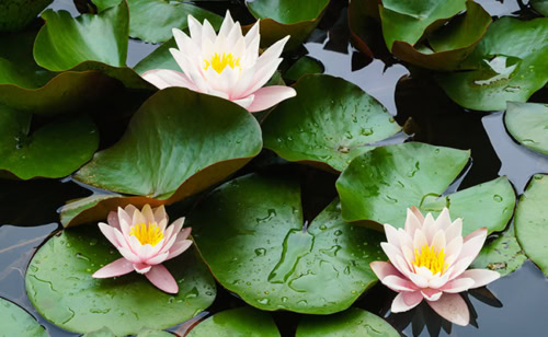 Larkspur The July Birth Flower - Farmers' Almanac - Plan Your Day. Grow ...