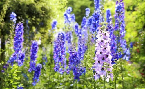 Larkspur The July Birth Flower - Farmers' Almanac - Plan Your Day. Grow ...