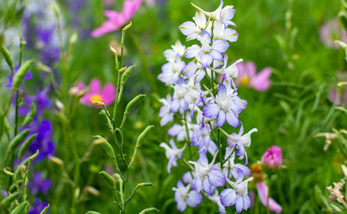 Larkspur The July Birth Flower - Farmers' Almanac - Plan Your Day. Grow ...
