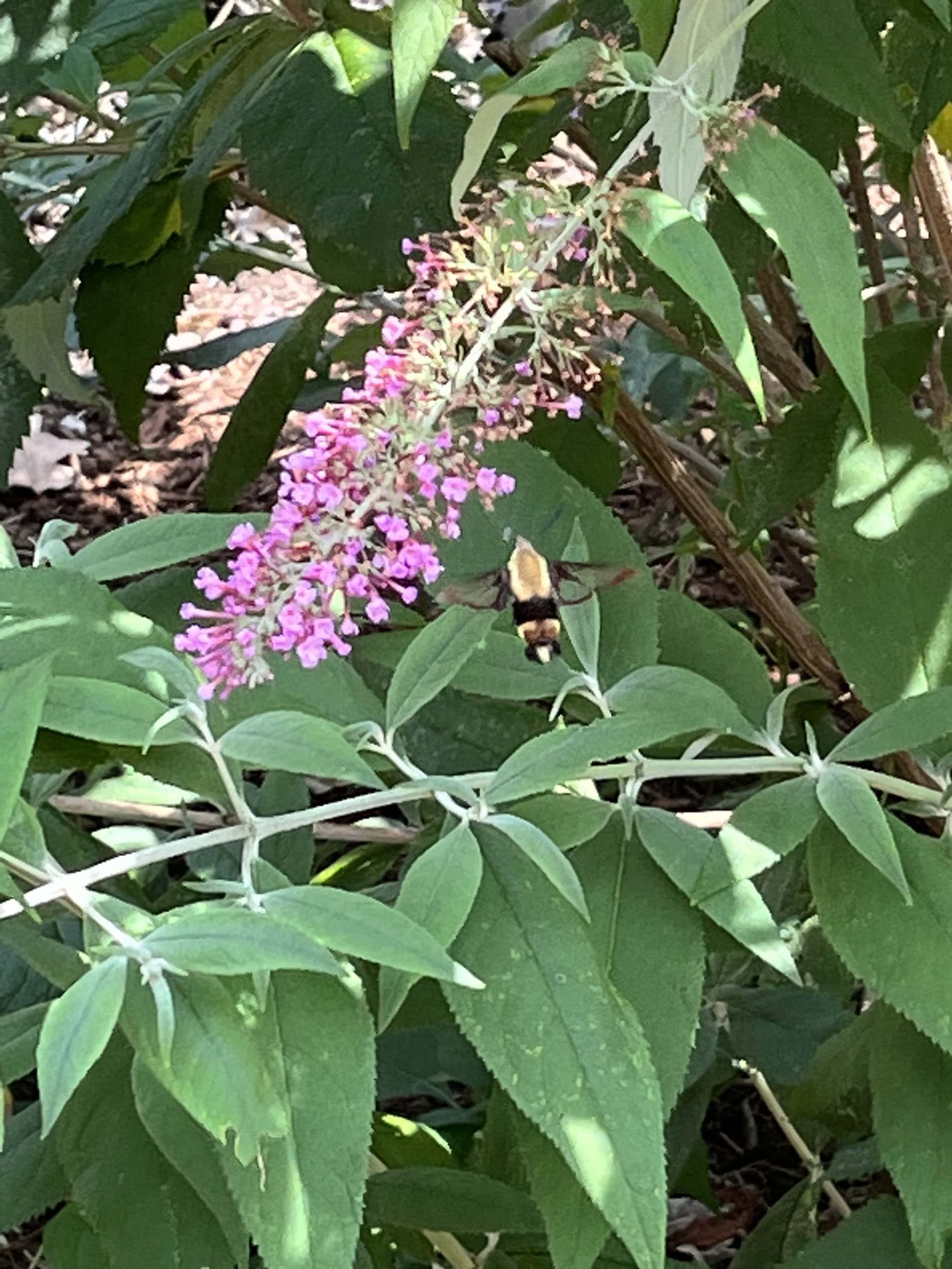 Have You Seen A Hummingbird Moth? Here Are 10 Facts That Will Amaze ...