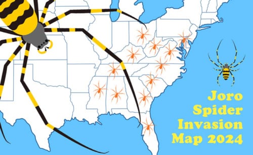 Giant Joro Spider Invasion Map 2024 And FAQ - Farmers' Almanac - Plan ...