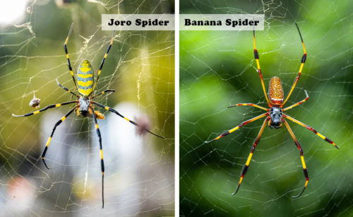 Giant Joro Spider Invasion Map 2024 And FAQ - Farmers' Almanac - Plan ...