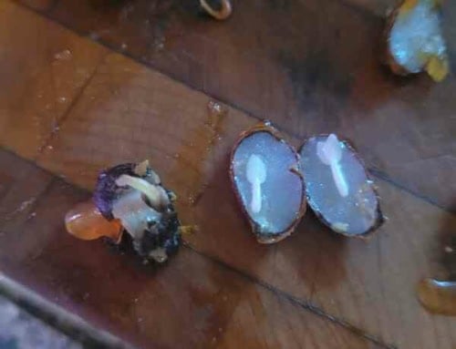 Persimmon Seed Weather Prediction 2025-2026