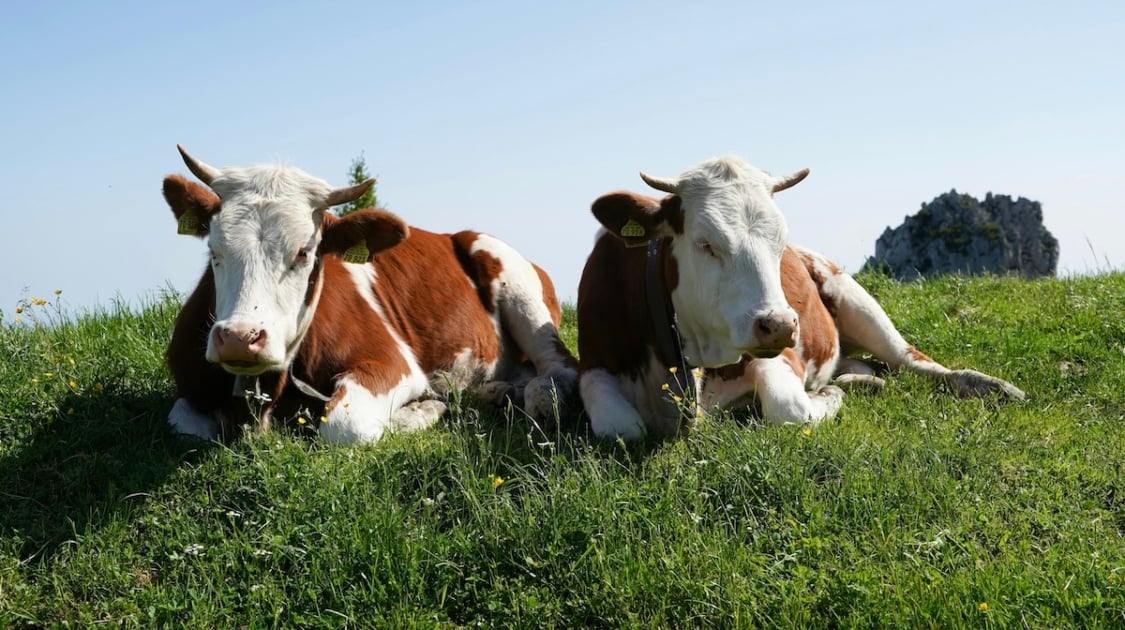 When Cows Lie Down: 8 Weather Signs That Predict Rain