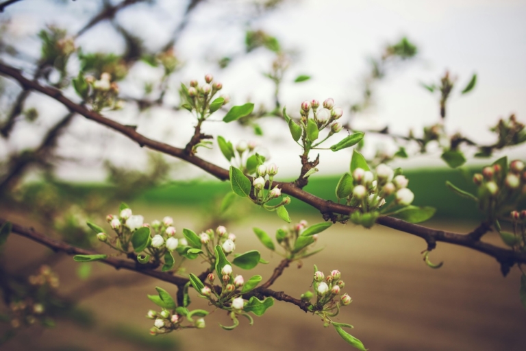 Early Spring Coming? 7 Signs From Nature You Can Spot Right Now ...