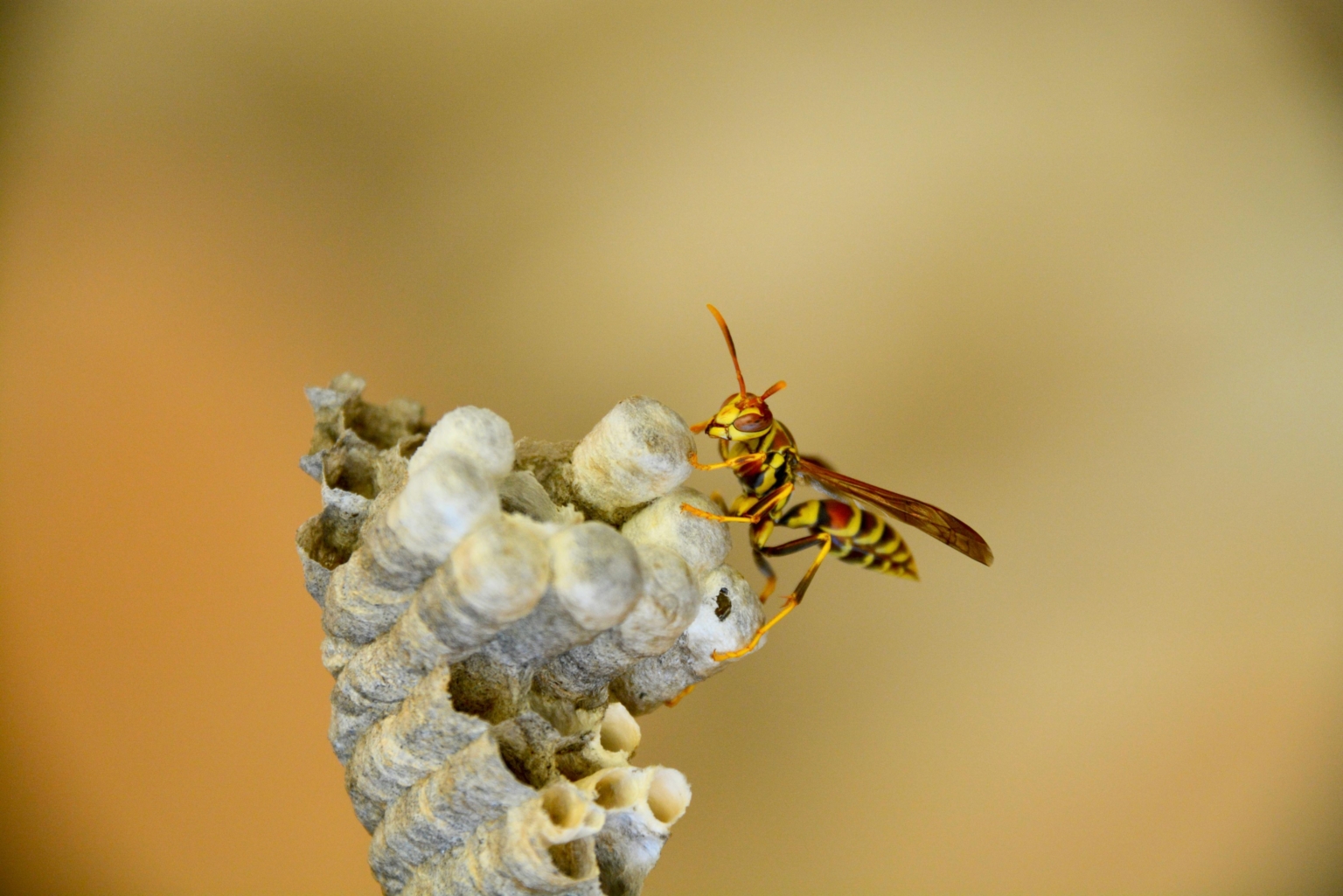 8 Natural Ways To Get Rid of Wasps Safely (Naturally) - Farmers ...