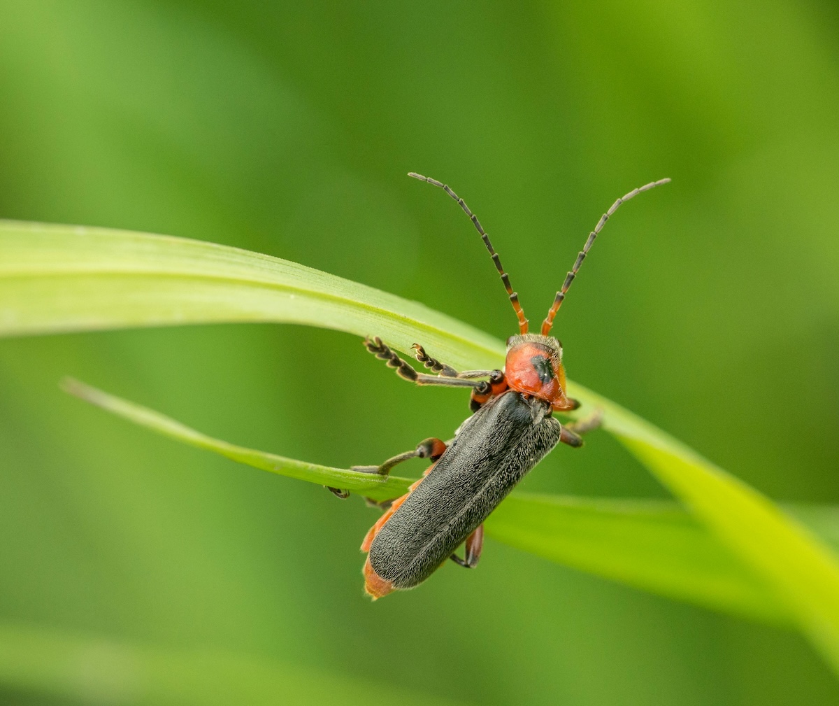 Is It Firefly or Lightning Bug? The Glowing Regional Debate - Farmers ...