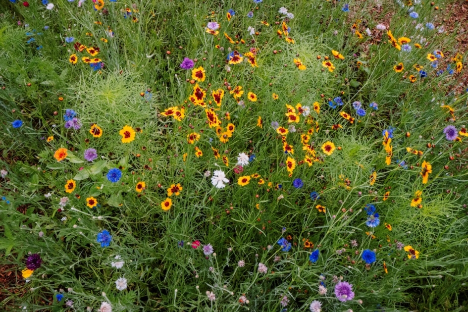How to Grow Wildflowers: Easy Steps for a Pollinator-Friendly Meadow or ...